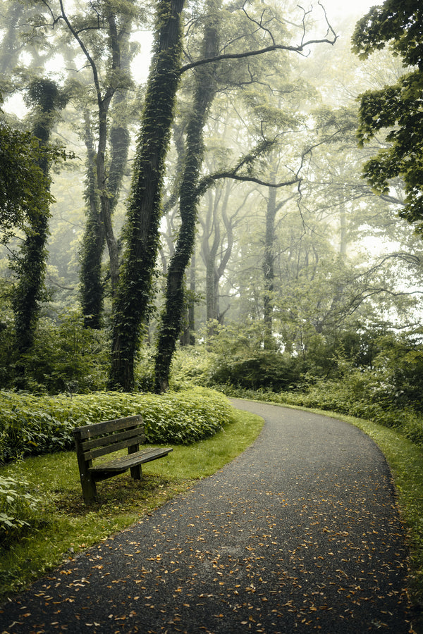 Fog at Lakeshore - Odd World Studio